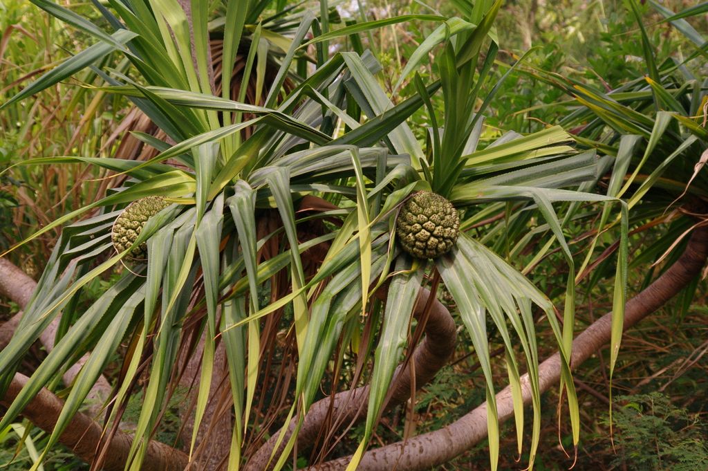 Pandanus plant and fruit